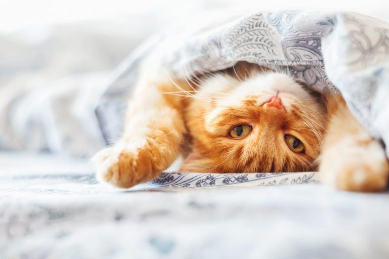 Katzenschnupfen-Symptome - Smart-Animals